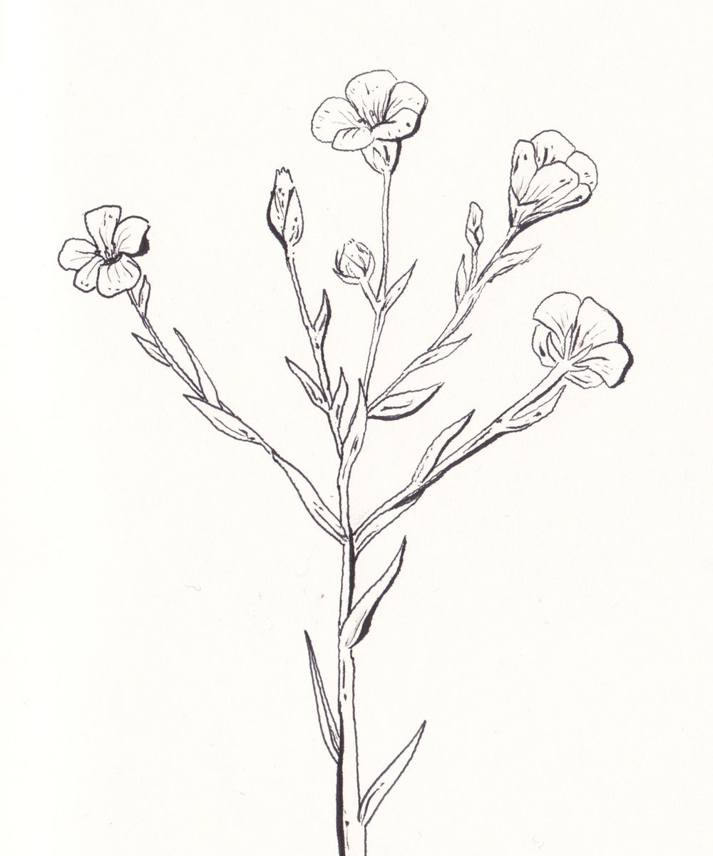 linen_drawing_1200x1200.jpg?v=1612344428